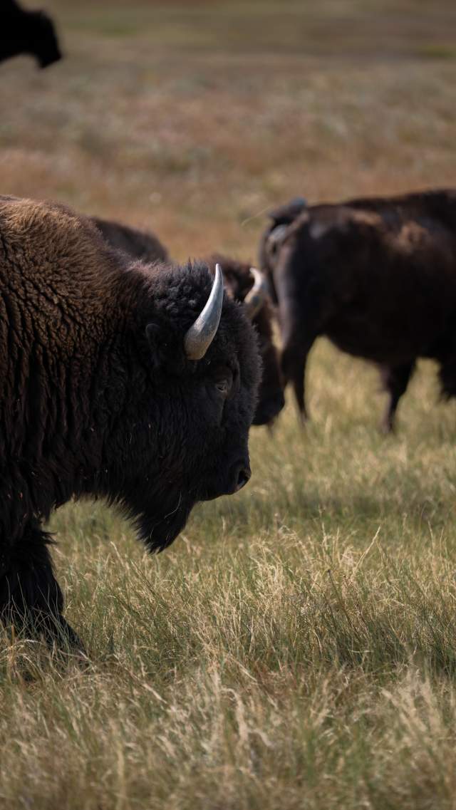 Black Hills & Badlands Fall Guide | Scenic Drives, Festivals, Outdoor ...