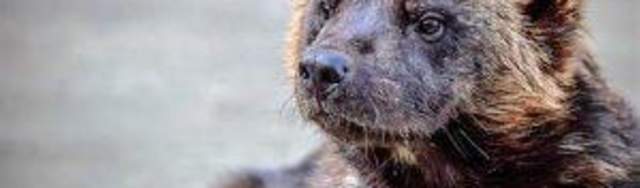 wolverine description