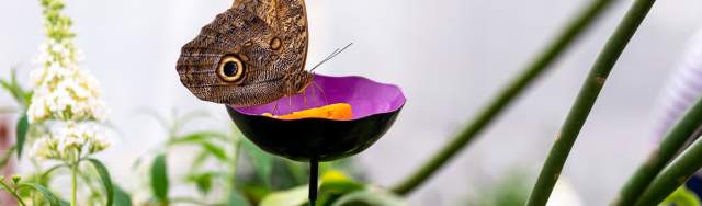 butterfly nectar sponge