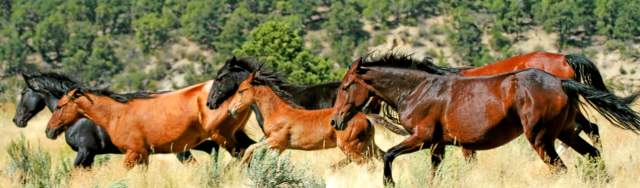 wild horses galloping