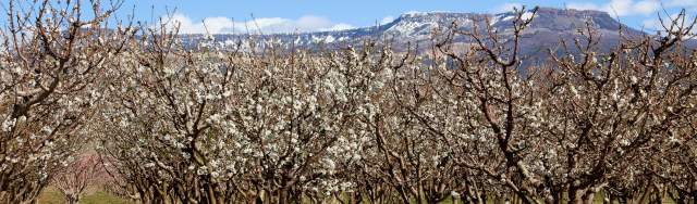 Can Cherry Blossom Trees Grow In Colorado
