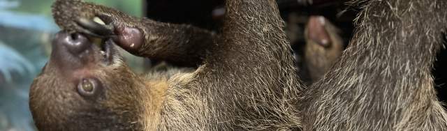 indolence sloth