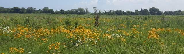 Ohio Native Flowers Plants | Best Flower Site