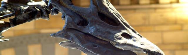 diplodocus head