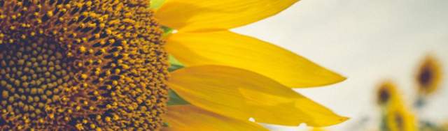Facebook Cover Photos Sunflowers