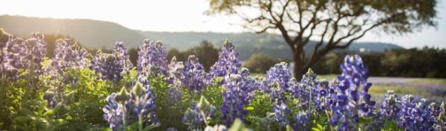 flower fields in texas
