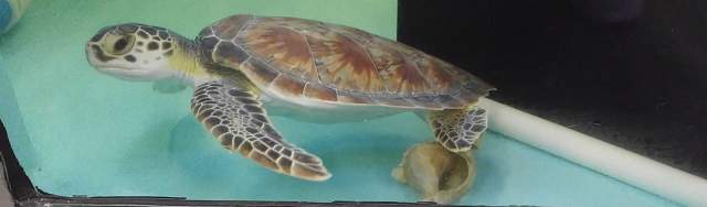 sea turtle types