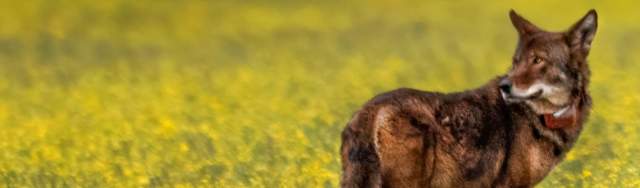 rivalries red wolves