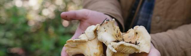 foraging mushrooms