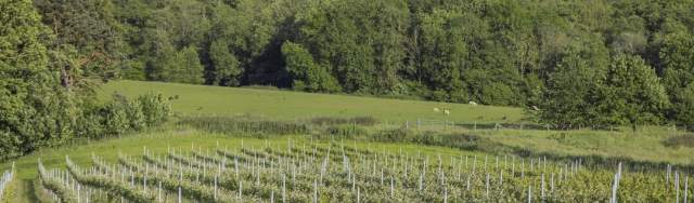tillingham vineyard