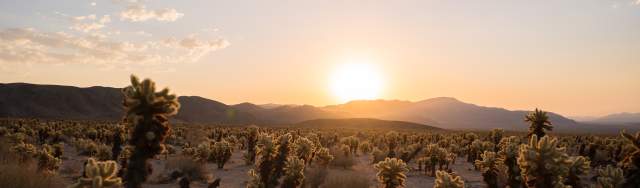 joshua tree entry fee