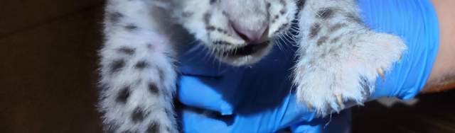 baby snow leopard toronto zoo