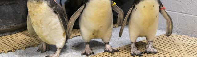 zoo close encounters