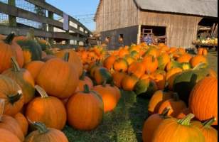 Fowler Pumpkin Patch