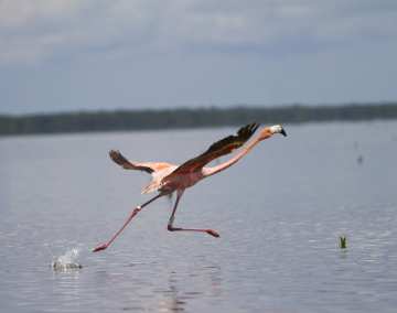 flamingo everglades