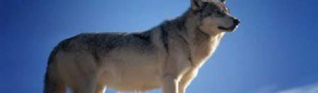 do wolves have spots