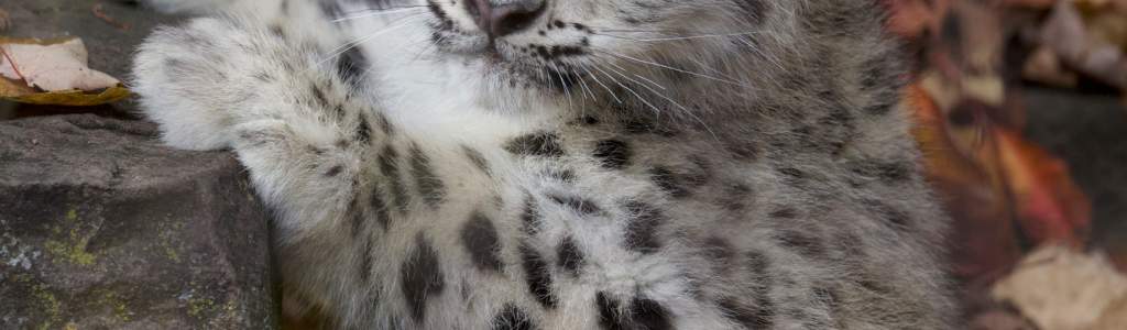 pet snow leopard