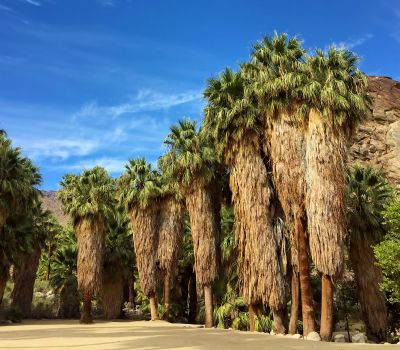 Native American Culture