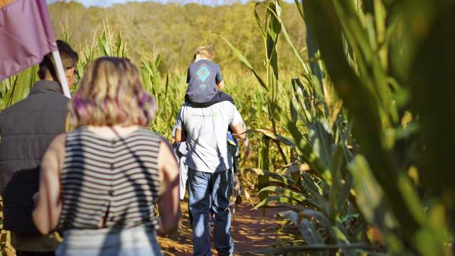 Get Lost at Rural Hill's Corn Maze