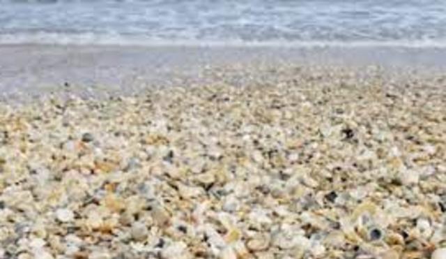 sea sand shell