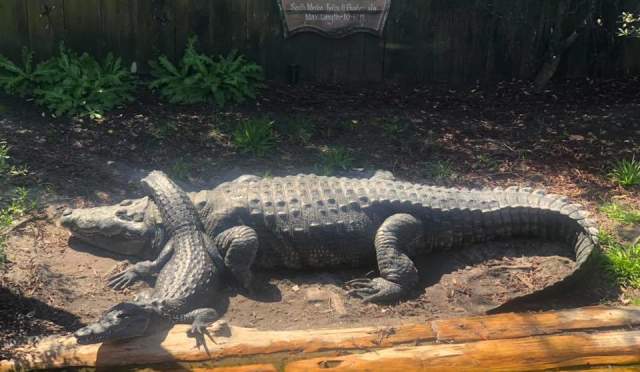 Alligator Adventure