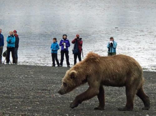 Alaska Bear Viewing Tour
