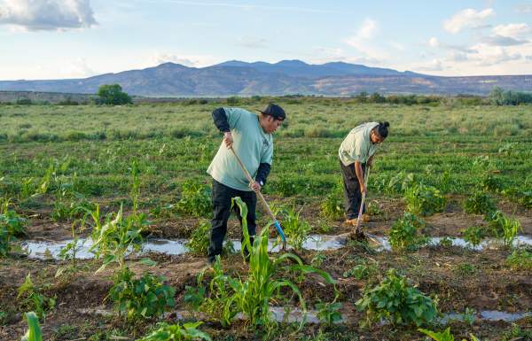 Pueblo Indians Farming Corn