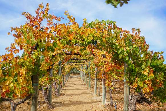 Experience Fall in Temecula Valley | Visit Temecula Valley