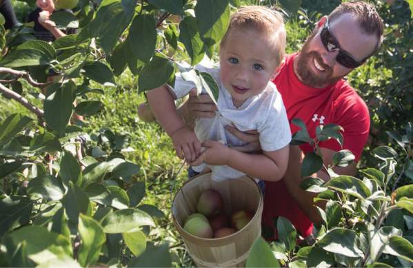 fall orchard activities