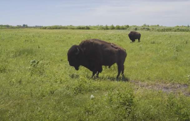 Northwest Indiana Animals
