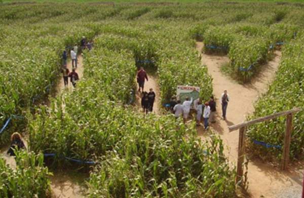 corn field maze