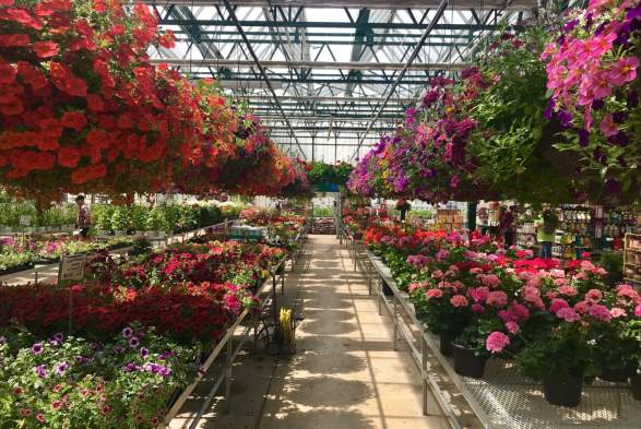 Caan Floral & Greenhouses