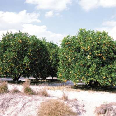 orange trees types