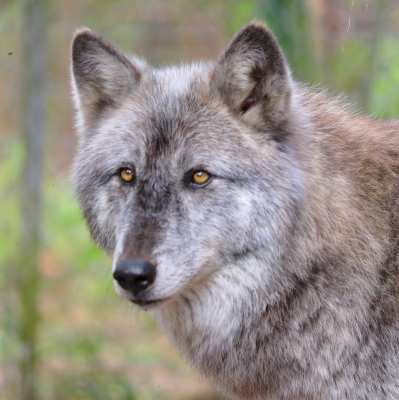 pet grey wolf