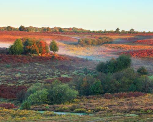 Visit the New Forest | National Park | Official Tourism Board