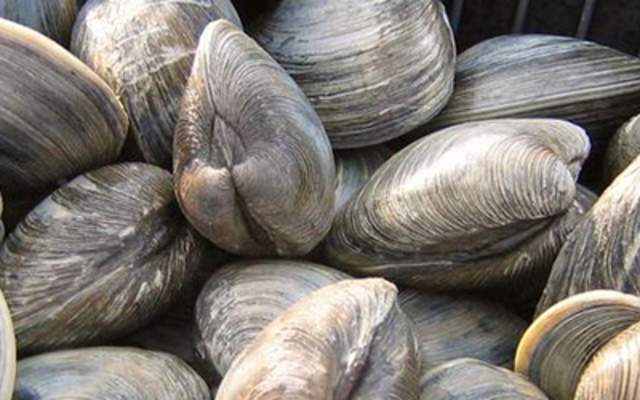 quahog