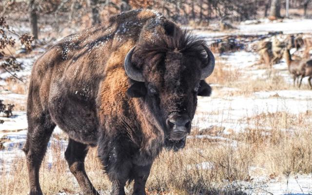 Woolaroc Museum & Wildlife Preserve | Bartlesville, OK 74003