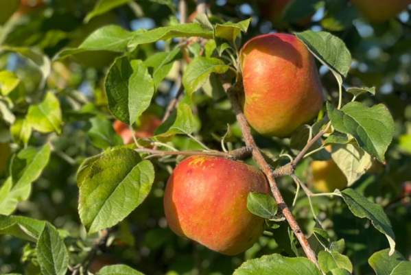 Perry Lowe Orchards