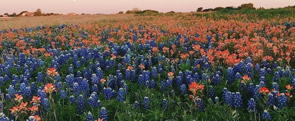 flower fields in texas