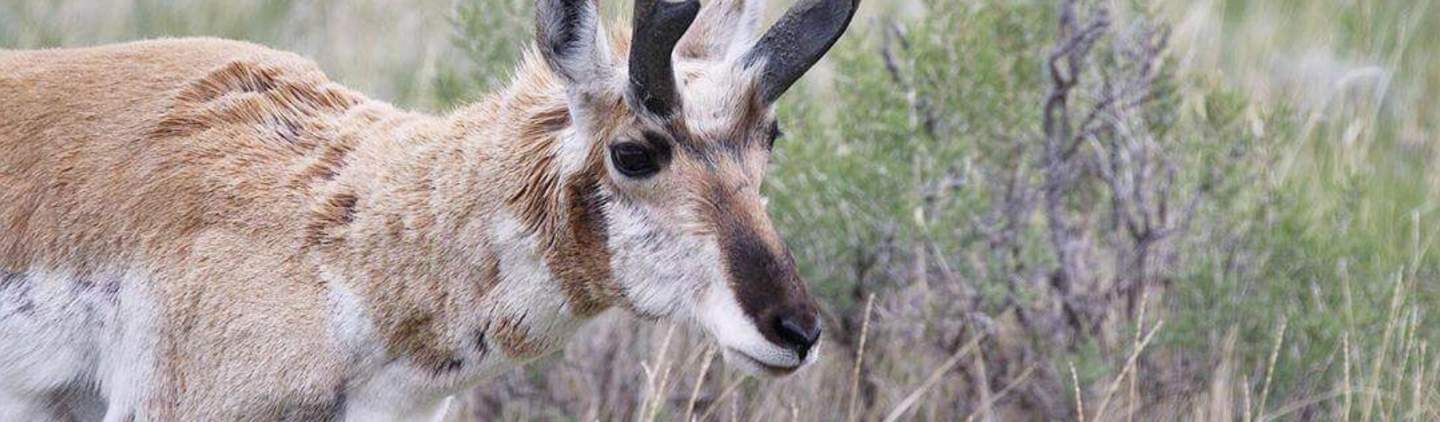 pronghorn names