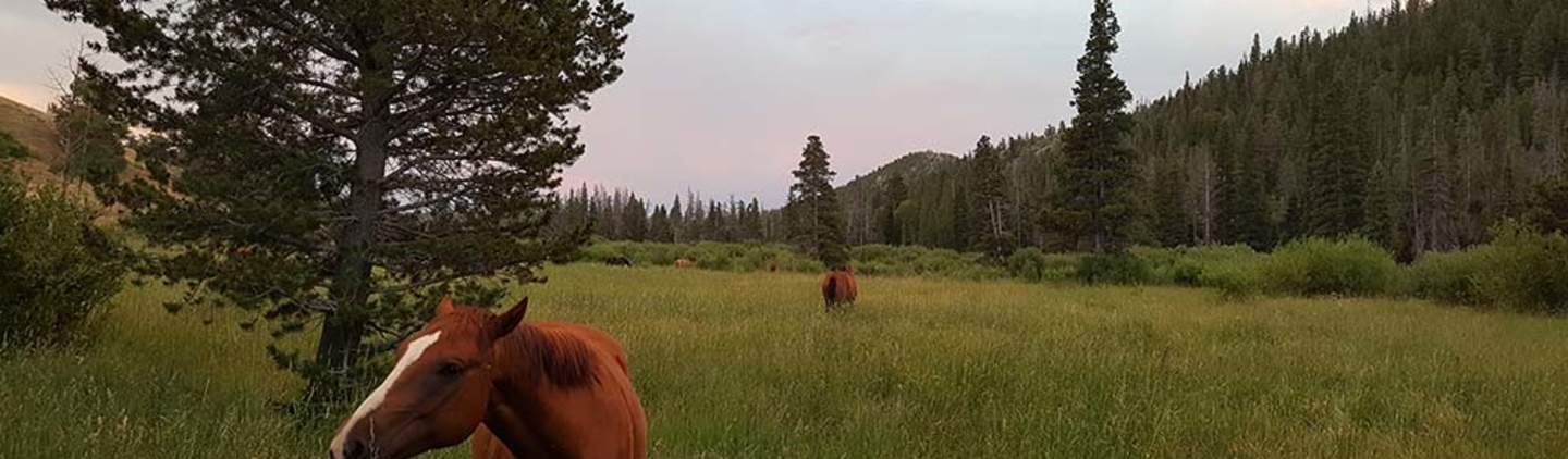 wild meadows stables