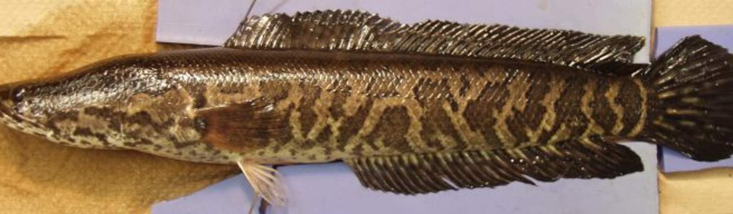 do northern snakeheads bite