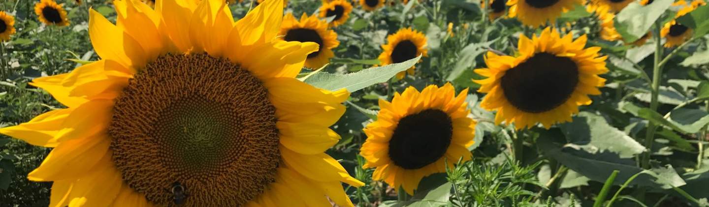 famous sunflower fields