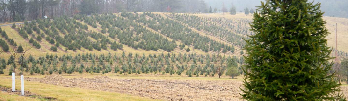 pine tree farm