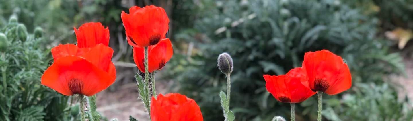 poppies