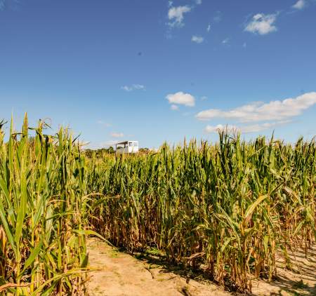corn field maze