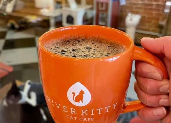 River Kitty Cat Cafe
