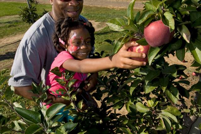 fall orchard activities