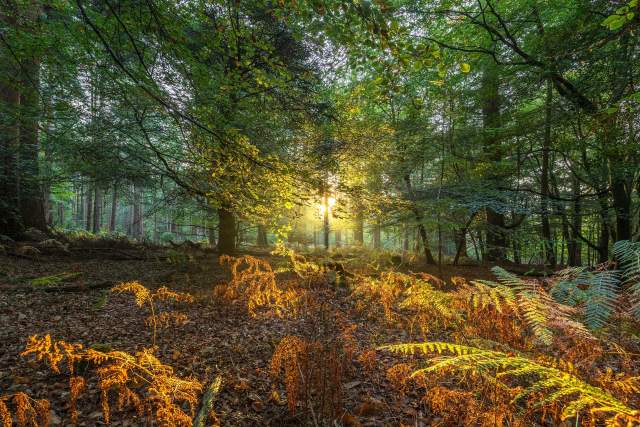 How SEO helps Go New Forest protect and promote a special place ...