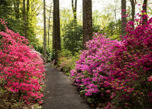 Jenkins Arboretum & Garden
